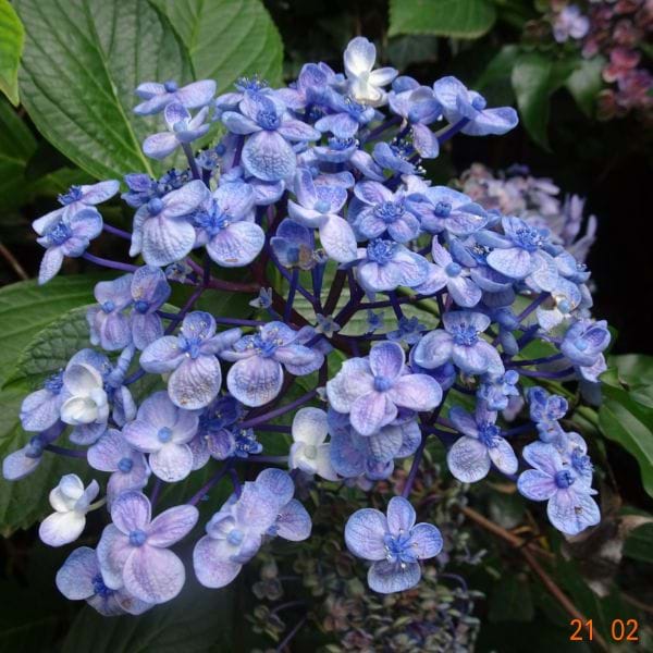 Hydrangea macrophylla 'Ayesha'