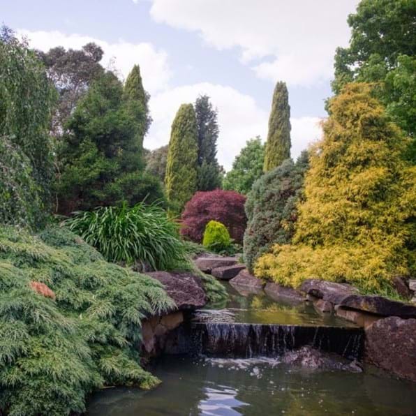 Conifers |Dwarf Conifers | Narrow Conifers |Screening Conifers