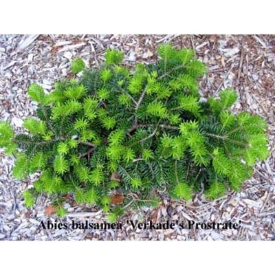 Dwarf Conifers | Conifer Gardens Nursery | Small Conifers