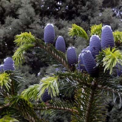 Tall and Large Growing Conifers | Conifer Gardens Nursery