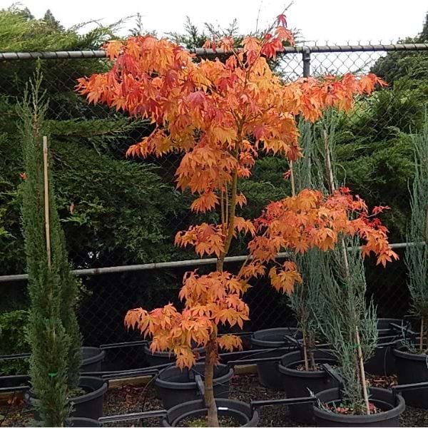 Acer palmatum 'Ichigyoji'