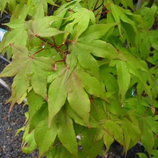 Acer palmatum 'Ichigyoji'