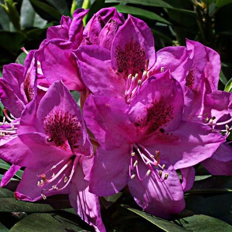 Rhododendron 'Anah Kruschke' Rhododendron 'Anah Kruschke'