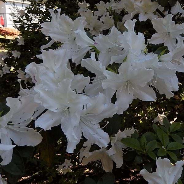 Azaleas