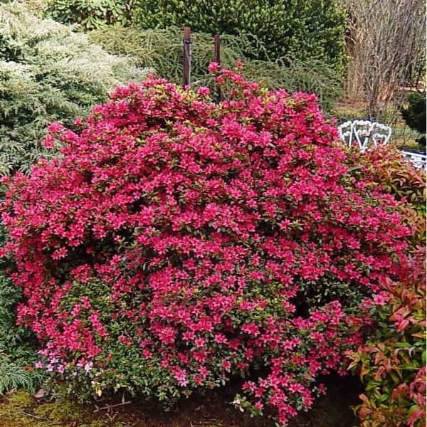 Azaleas