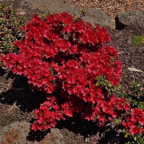 Azaleas