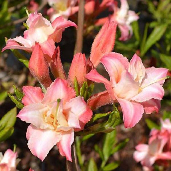Deciduous azaleas