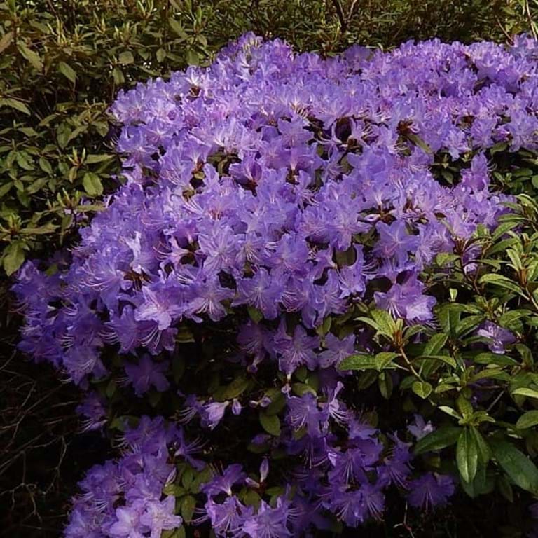 Rhododendron 'Blue Admiral'
