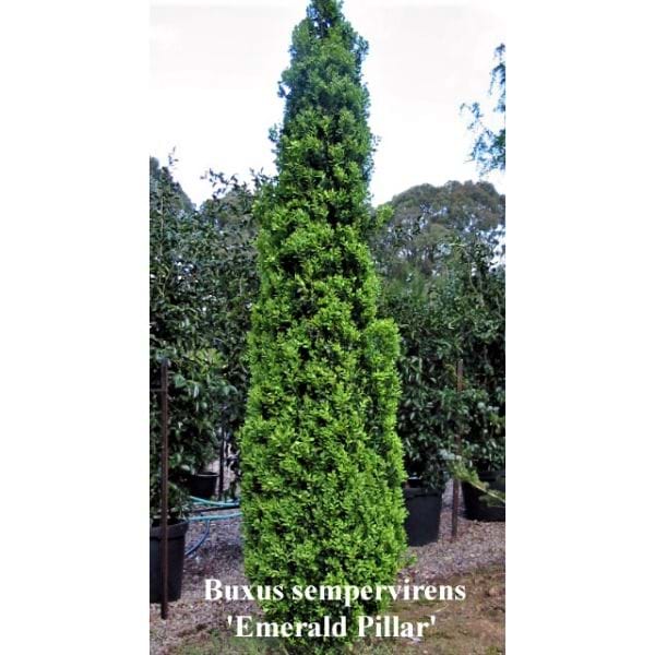 Assorted Evergreens