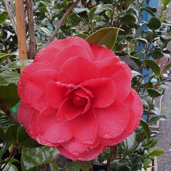 Camellia