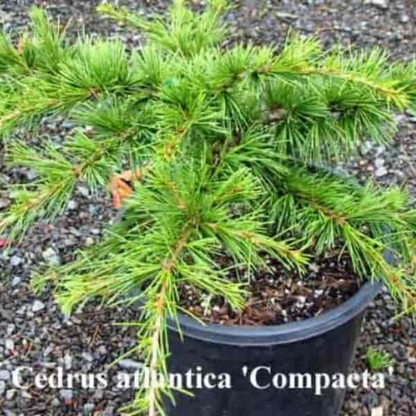 Dwarf Conifers | Conifer Gardens Nursery | Small Conifers