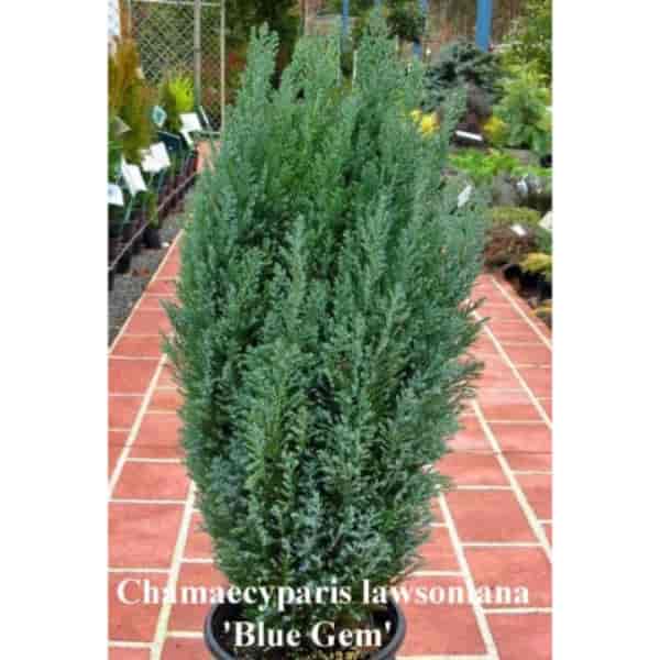 Chamaecyparis lawsoniana | Lawson Cypress |Conifer