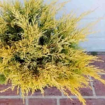 Conifers |Dwarf Conifers | Narrow Conifers |Screening Conifers