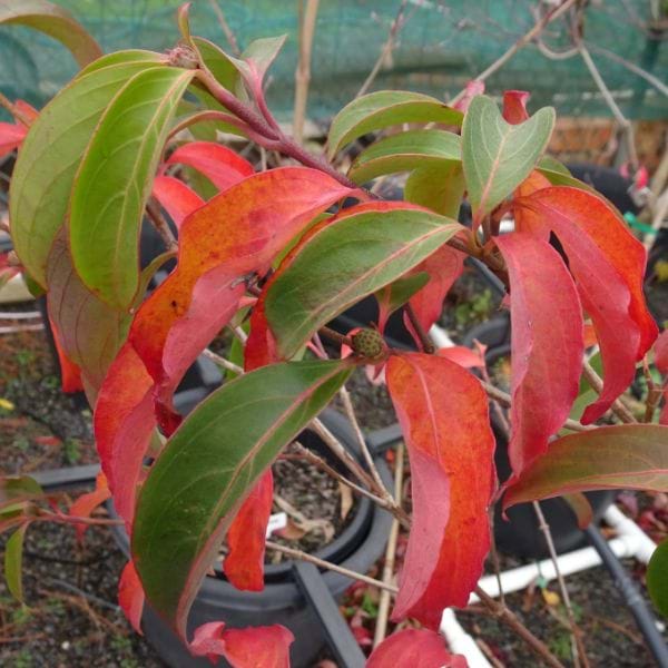 Cornus x 'Eric Gennet'