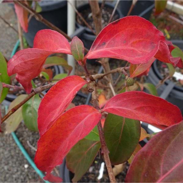 Cornus x 'Eric Gennet'