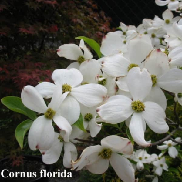 Cornus (Dogwood)