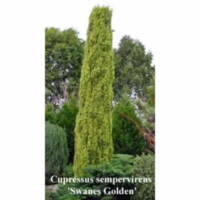 Narrow Upright Conifers | Pencil Pine | Conifer Gardens Nursery