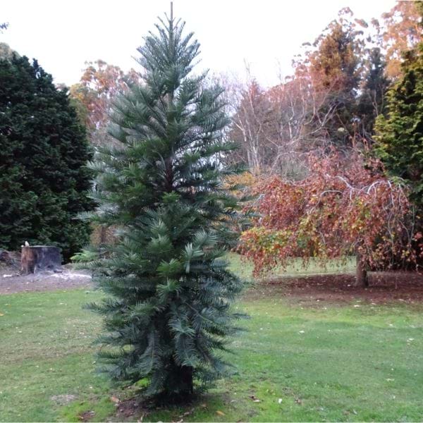 Australian & NZ Conifers | Conifer Gardens Nursery