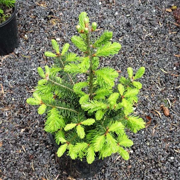 Tall and Large Growing Conifers | Conifer Gardens Nursery
