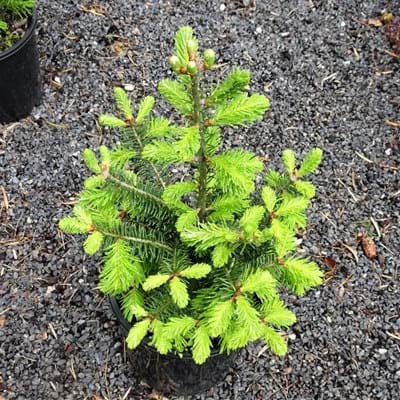 Tall and Large Growing Conifers | Conifer Gardens Nursery