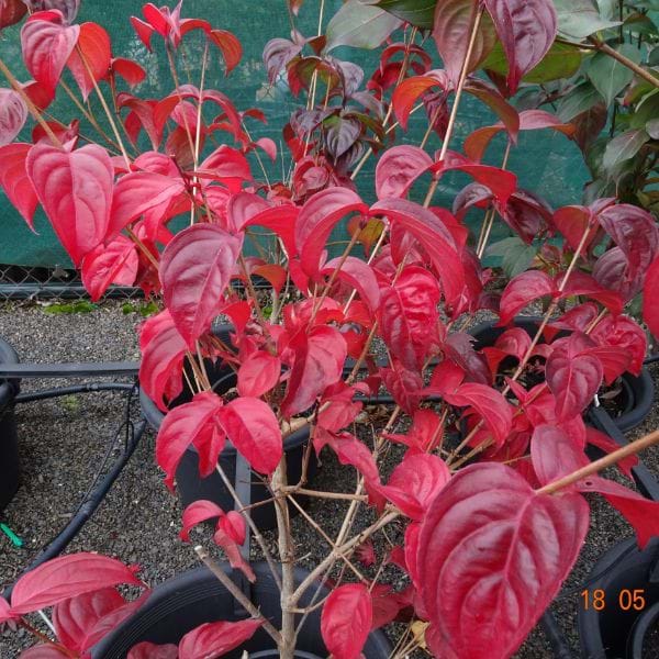 Cornus kousa 'Heart Throb'