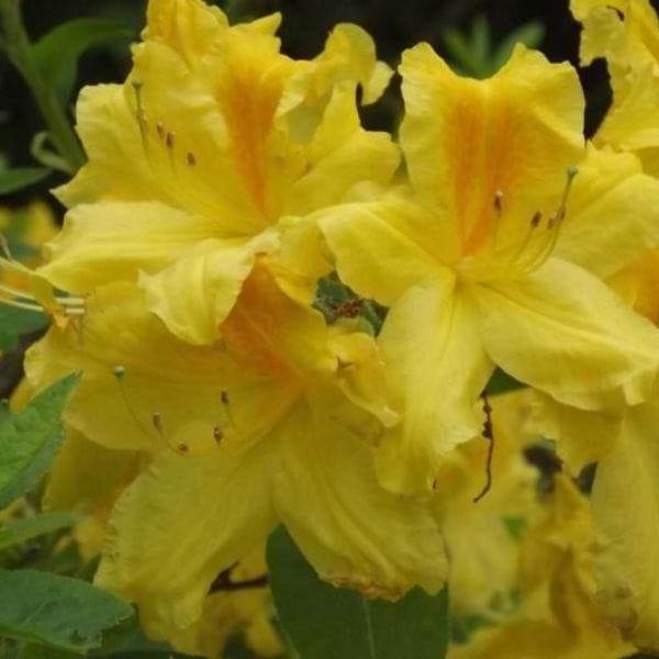Deciduous azaleas