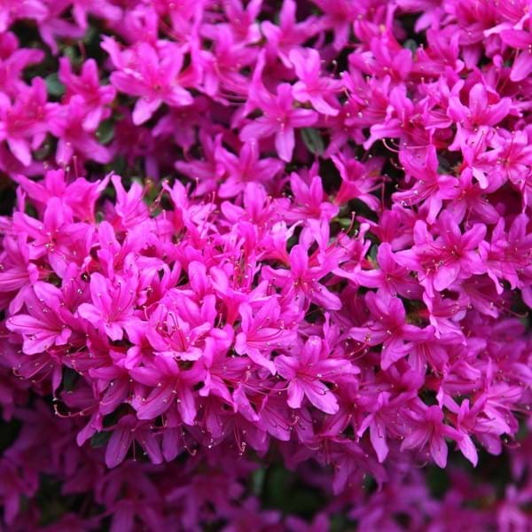 Azaleas