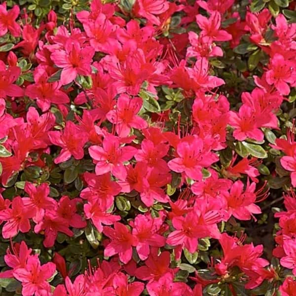Azaleas