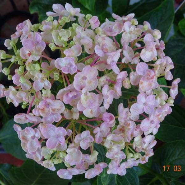 Hydrangea macrophylla 'Ayesha'
