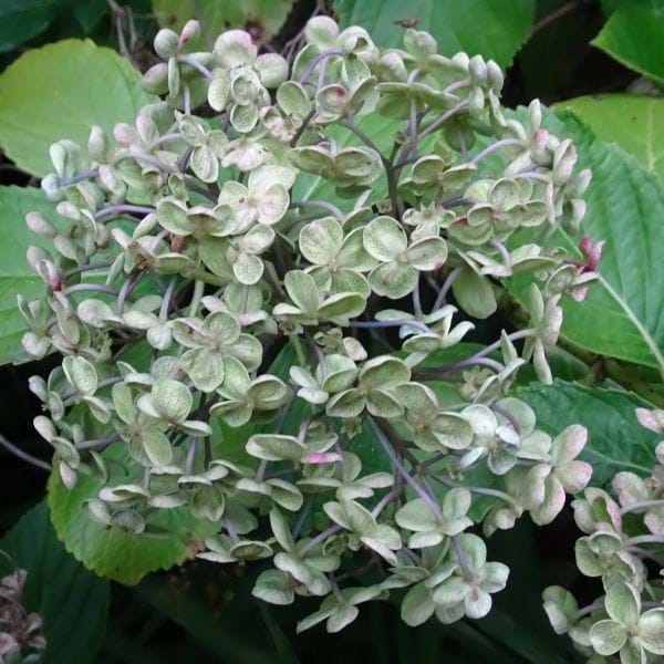 Hydrangea macrophylla 'Ayesha'