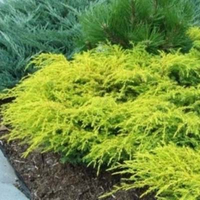 Ground Cover and Spreading Conifers | Conifer Gardens Nursery
