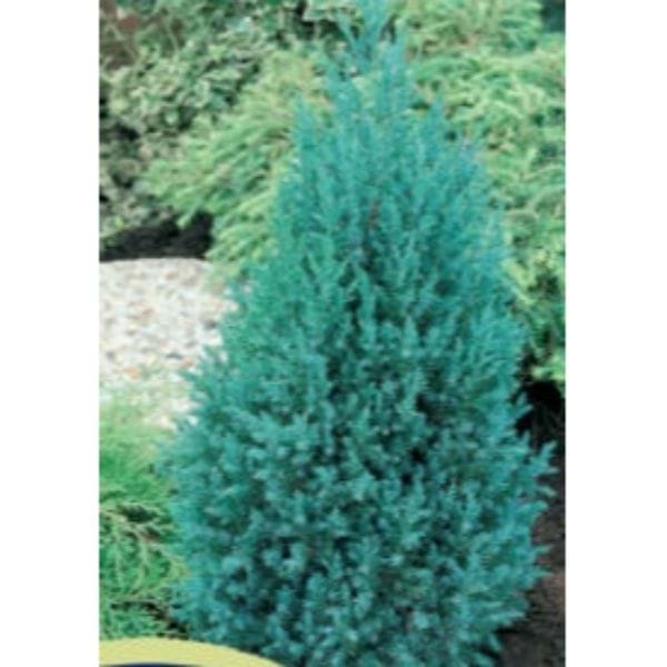 Medium Growing Conifers | Conifer Gardens Nursery