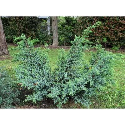 Juniperus |Spartan Juniper |Ground Cover Conifer |Juniper Berry