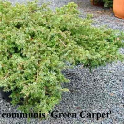 Ground Cover and Spreading Conifers | Conifer Gardens Nursery