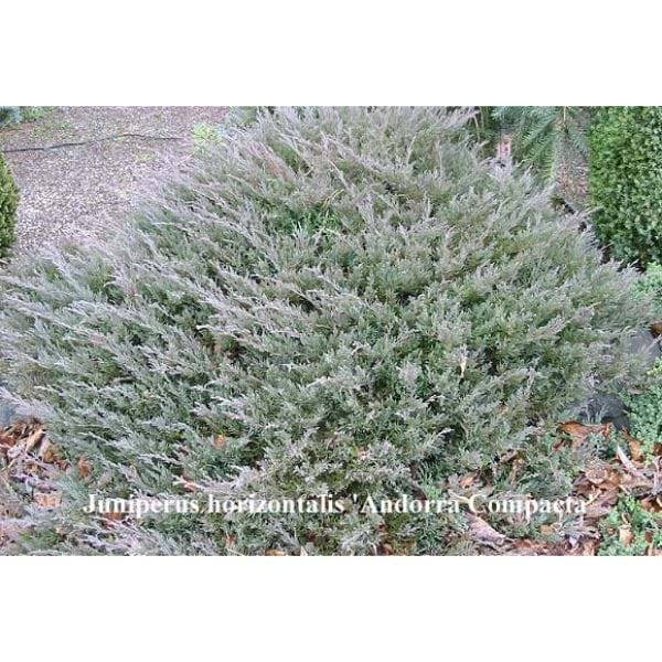 Juniperus horizontalis 'Andorra Compacta'