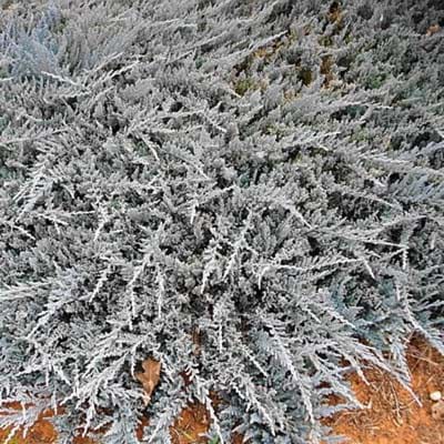 Ground Cover and Spreading Conifers | Conifer Gardens Nursery