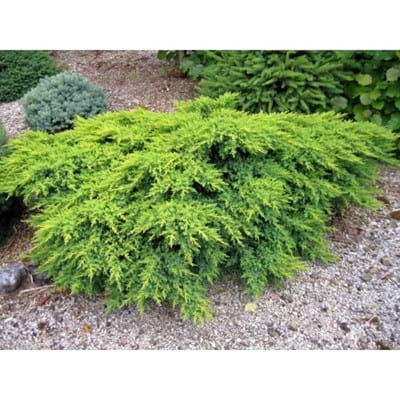 Ground Cover and Spreading Conifers | Conifer Gardens Nursery