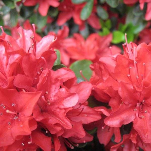 Azaleas