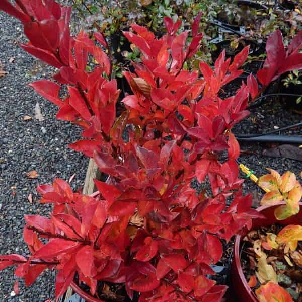 Lagerstroemia (Crepe Myrtle)