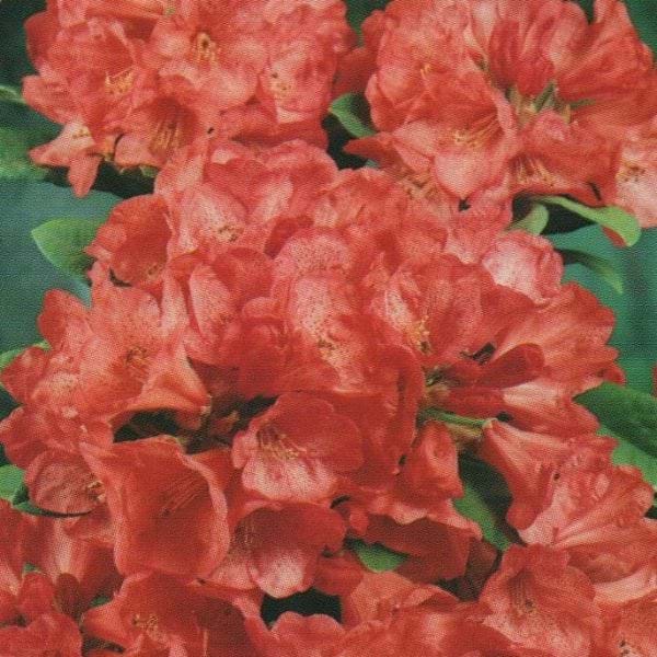 Rhododendron