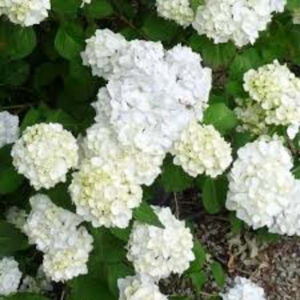 Hydrangea