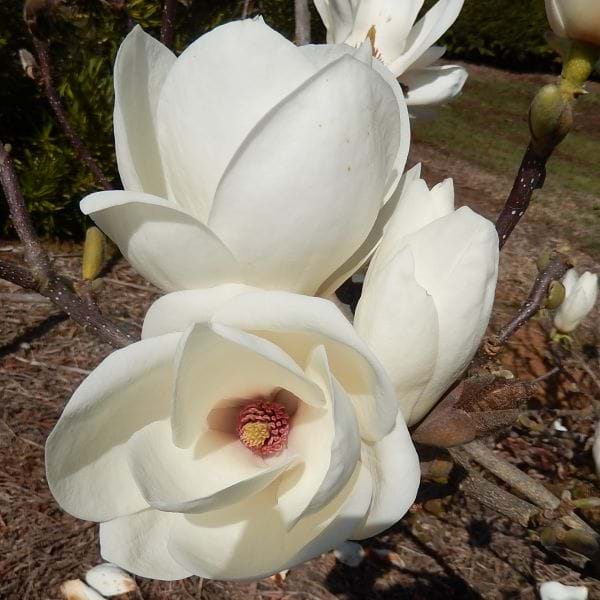 Star Magnolia | Tulip Magnolia | Conifer Gardens Nursery
