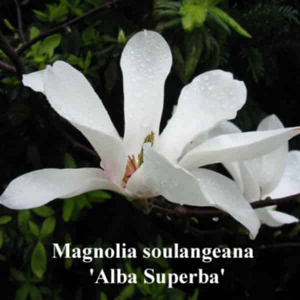 Star Magnolia | Tulip Magnolia | Conifer Gardens Nursery