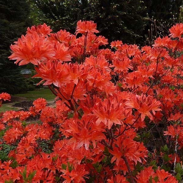 Deciduous azaleas