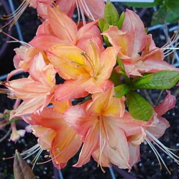 Deciduous azaleas