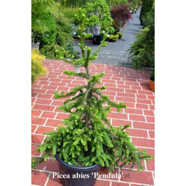 Narrow Upright Conifers | Pencil Pine | Conifer Gardens Nursery