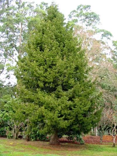 Tall and Large Growing Conifers | Conifer Gardens Nursery