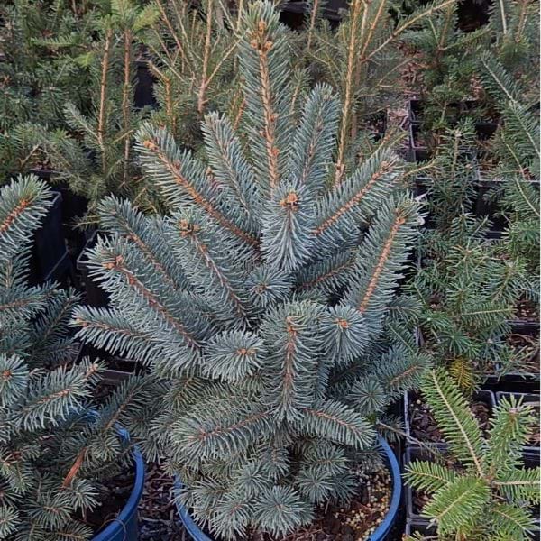 Medium Growing Conifers | Conifer Gardens Nursery