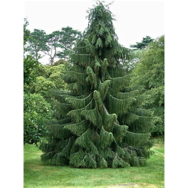 Picea | Spruce | Abies | Fir| Blue Spruce | Christmas Tree