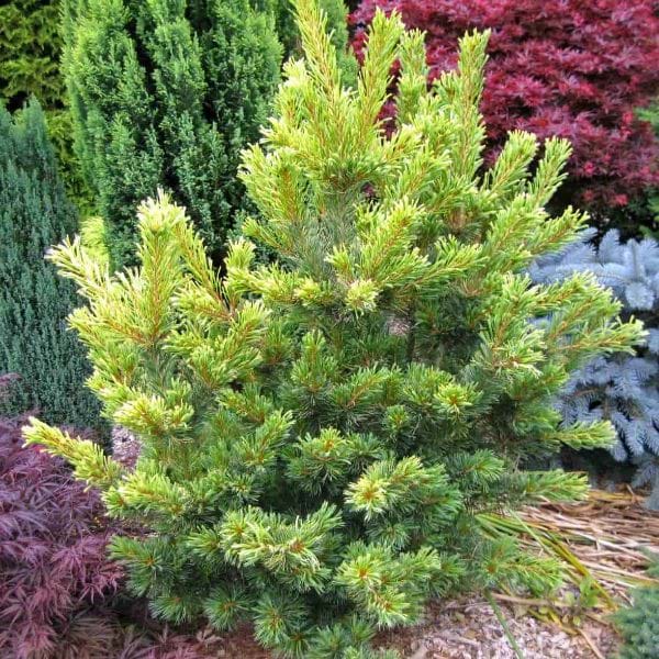 Medium Growing Conifers | Conifer Gardens Nursery